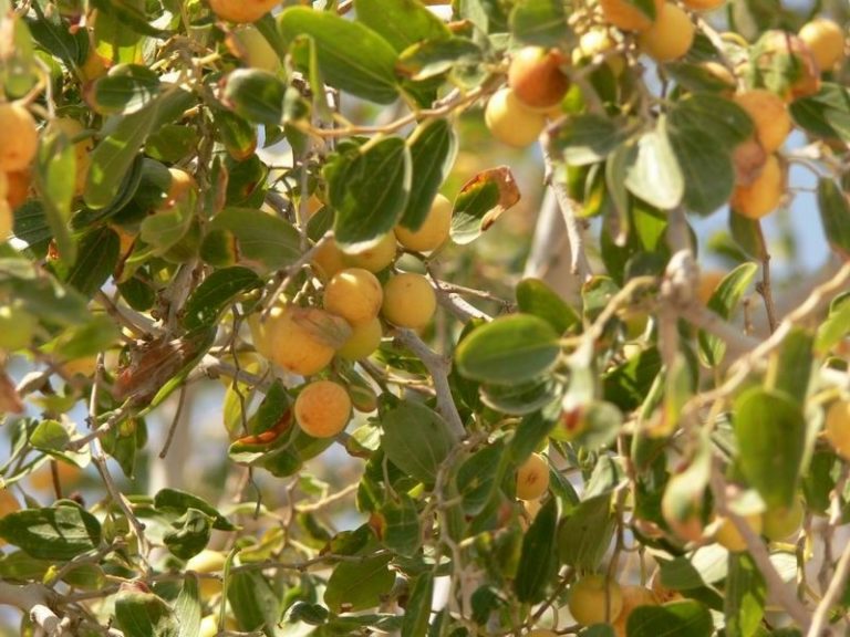 Mengenal Jenis-Jenis Pohon Bidara | Dharma Sehat